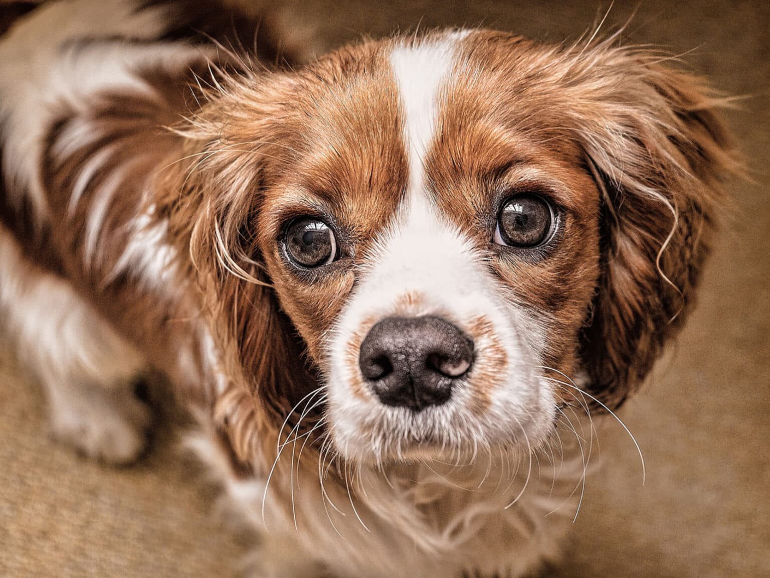 Cavalier. Foto_Pixabay - Dyrebeskyttelsen Norge