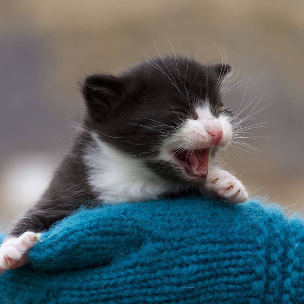 Dyrebeskyttelsen Norge | Landsdekkende dyrevernorganisasjon